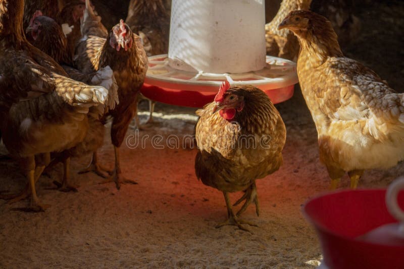 Red Laying Hens Near the Feeder Stock Image - Image of cultivation ...
