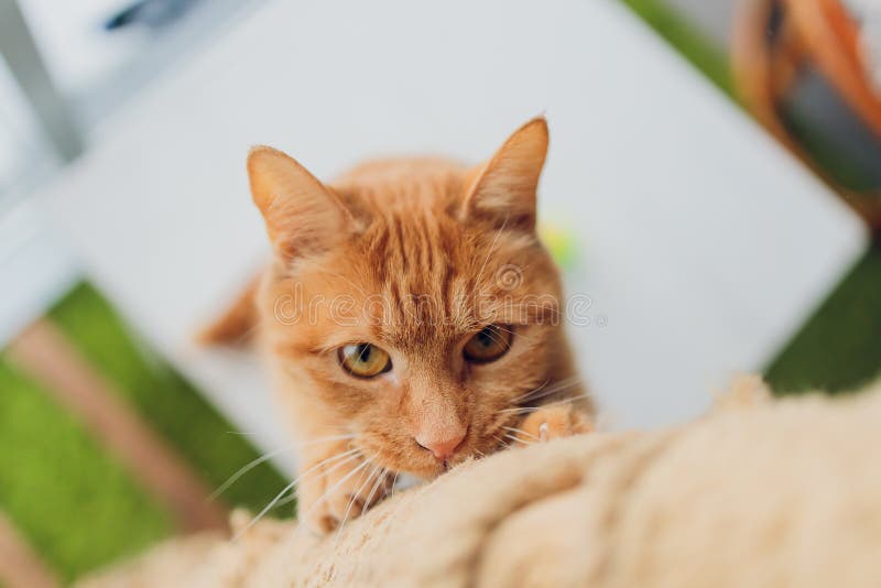 Red Lazy Cat with Big Eyes. Cute Lovely Fluffy Cat. Stock Image - Image ...