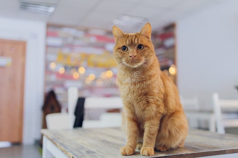 Red Lazy Cat with Big Eyes. Cute Lovely Fluffy Cat. Stock Image - Image ...