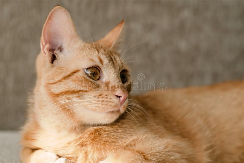Red lazy cat lie on sofa stock photo. Image of home - 212696816