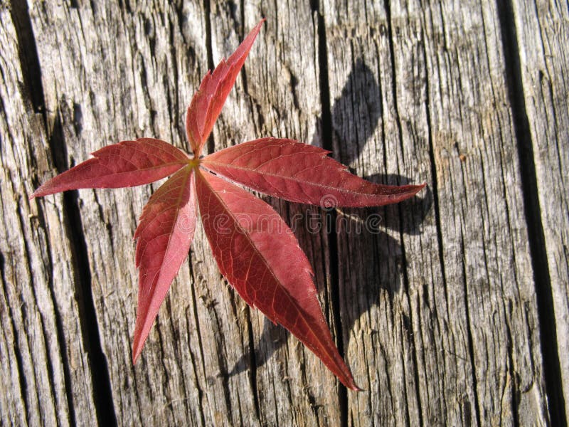 Red leaf stock image. Image of wood, light, plant, wild - 11392393