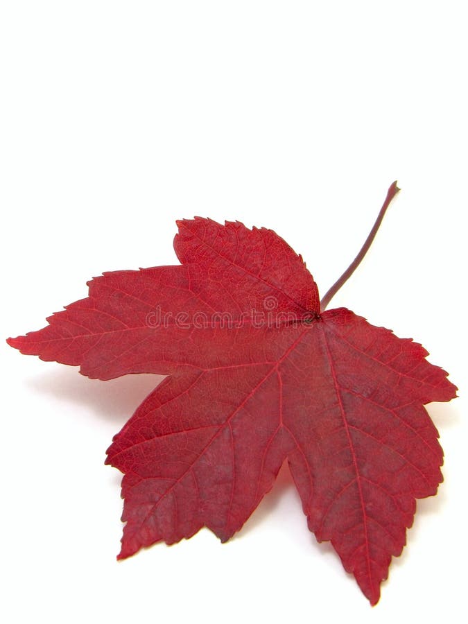 Red leaf stock image. Image of october, organic, natural - 11562825