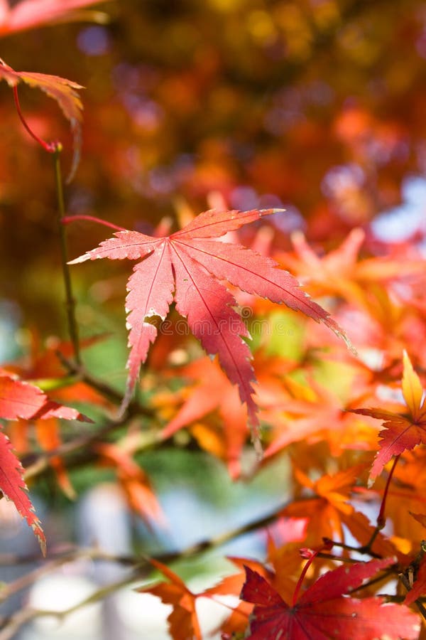 Red leaf stock photo. Image of leaf, color, maple, tree - 12887246