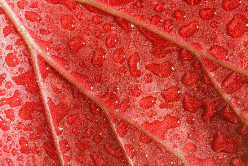 Red leaf stock photo. Image of background, natural, colorful - 13426890