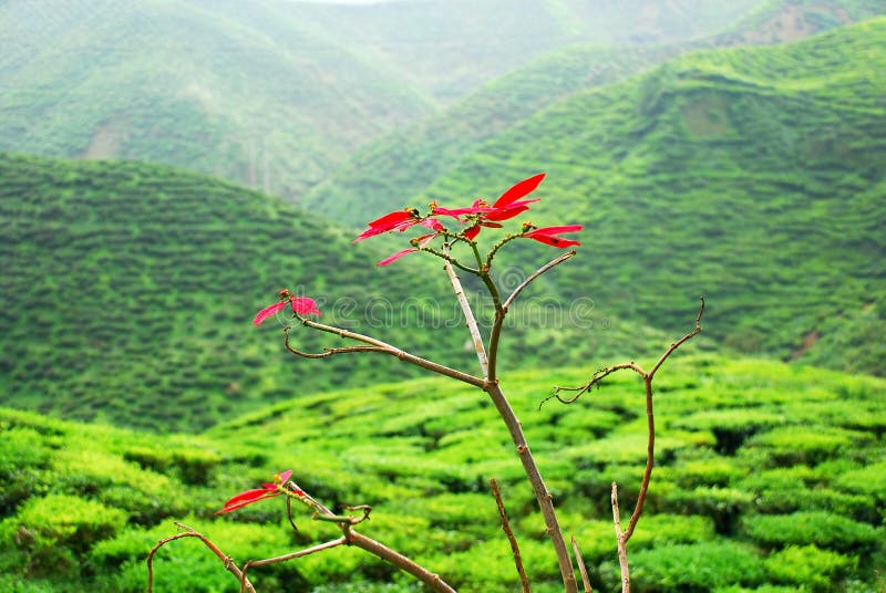 Red leaf stock image. Image of pahang, beautiful, farm - 1437239