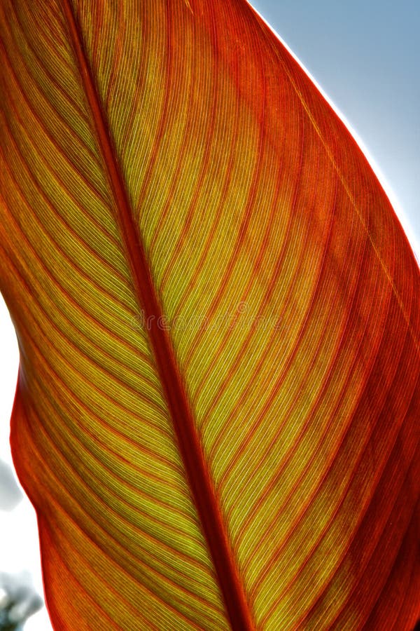 Red leaf stock image. Image of botanical, luxury, macro - 21200643