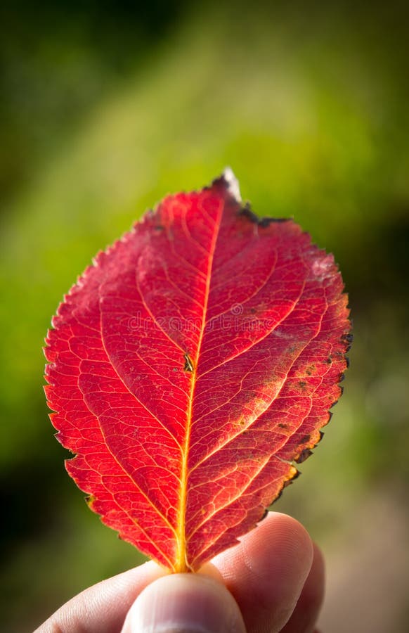 Red leaf stock image. Image of detail, coloured, holding - 24830171