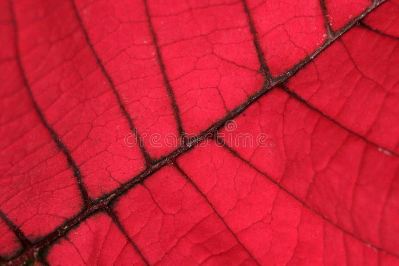 Red Leaf stock photo. Image of natural, diagonal, desktop - 250688