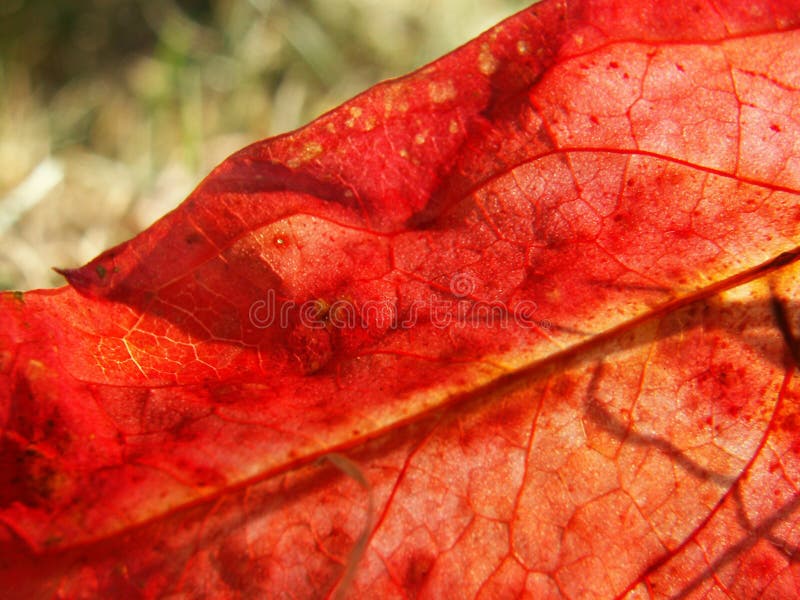 Red leaf stock photo. Image of colour, bush, fall, colors - 298812