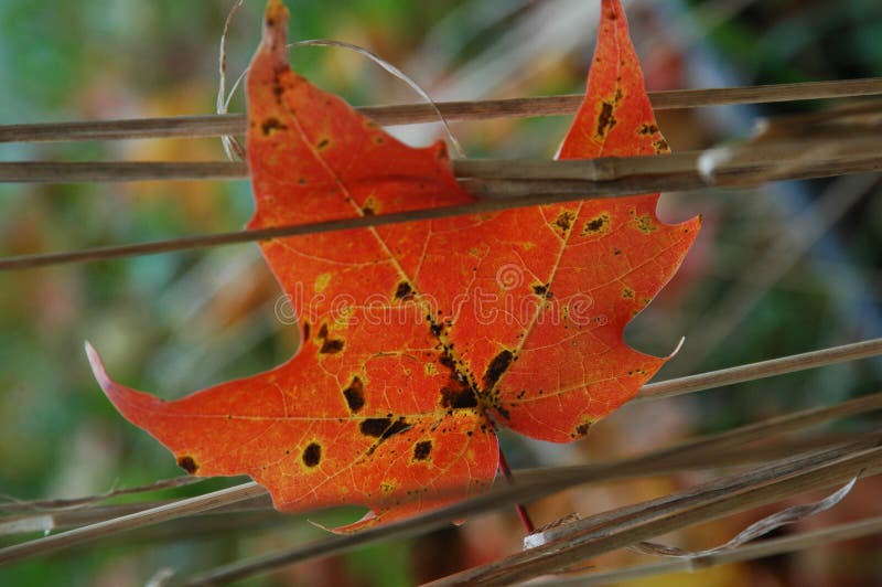 Red leaf stock photo. Image of leaf, fall, grass, leaves - 31088