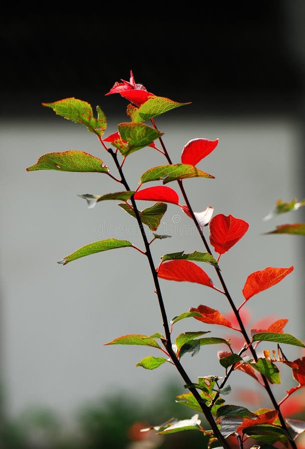 Red leaf stock image. Image of leaves, colorful, branch - 5514589