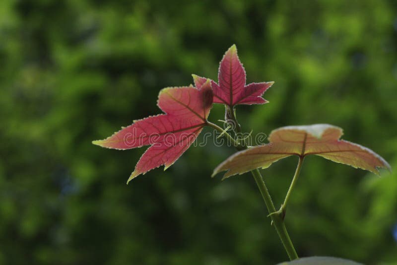 Red Leaf Picture. Image: 5884447