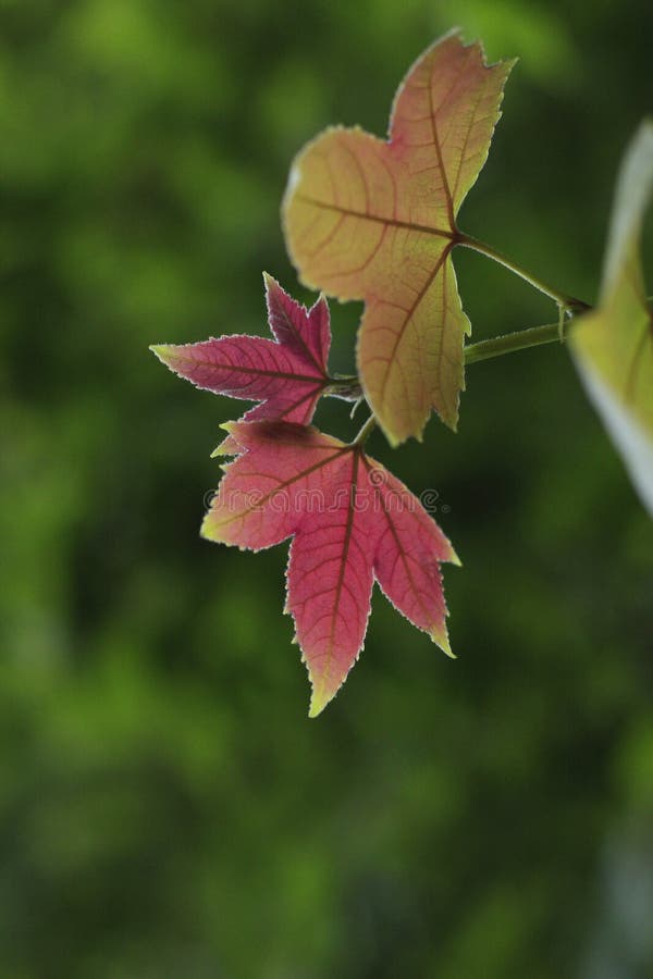 Red leaf stock photo. Image of leaf, tree, horticulture - 5884506