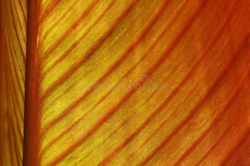 Red leaf stock photo. Image of background, botany, flora - 5988782