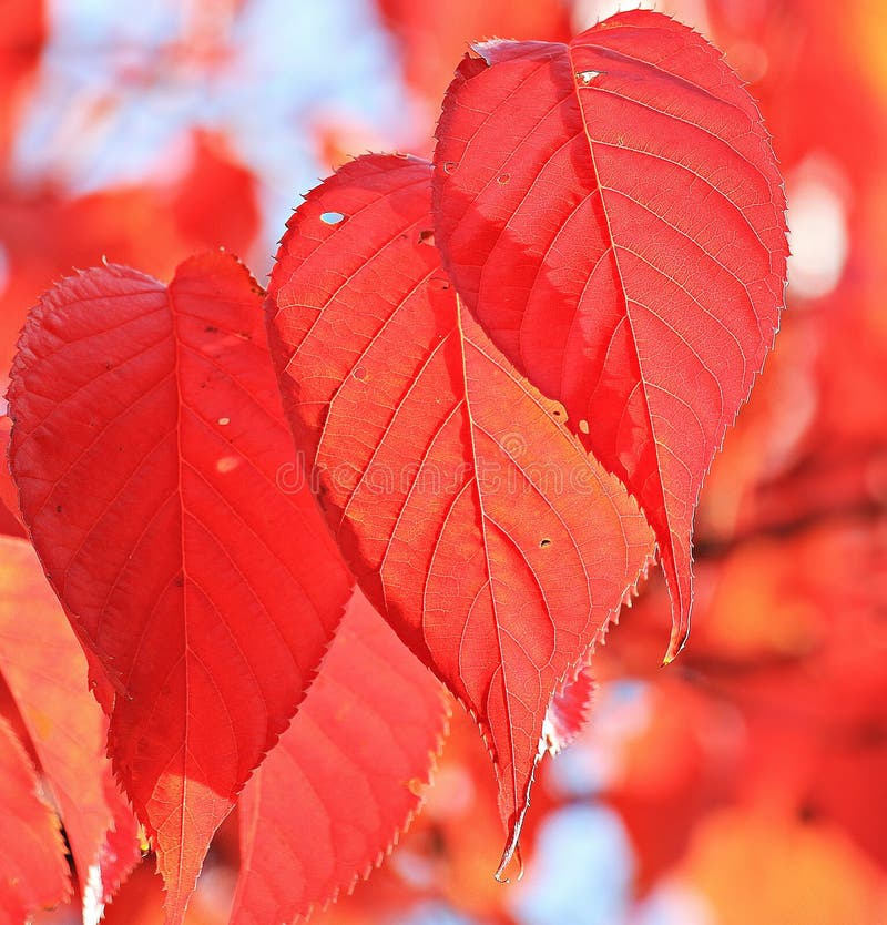 Red Leaf Picture. Image: 85295837