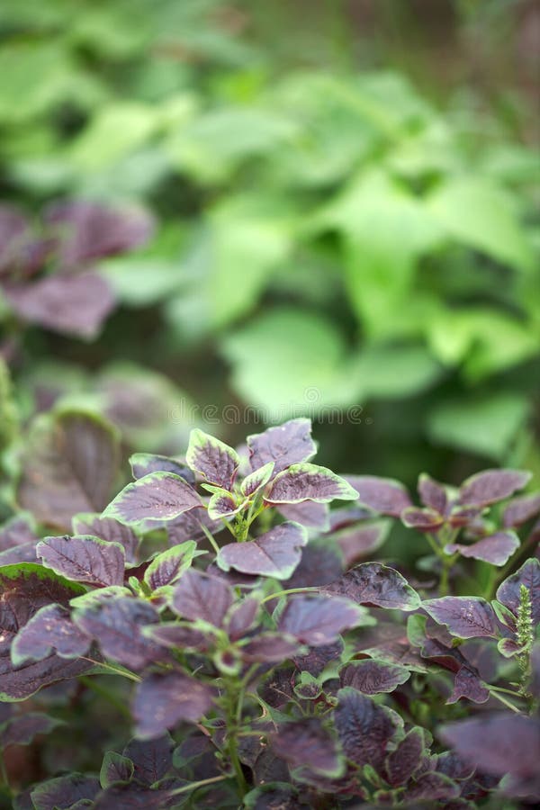 Red Leaf Amaranth Grown in the Garden Stock Image - Image of plant ...