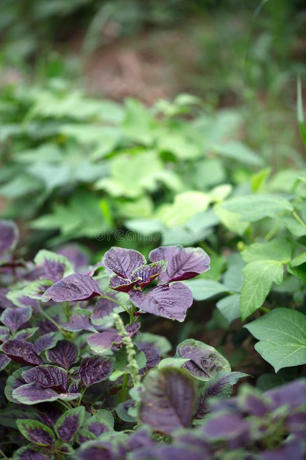 Red Leaf Amaranth Grown in the Garden Stock Image - Image of vegetables ...
