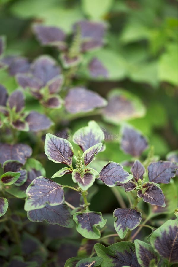 Red Leaf Amaranth Grown in the Garden Stock Photo - Image of amaranth ...