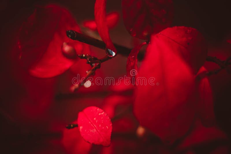 Autumn Background Red Leaf Print Stock Image - Image of beautiful, cold ...