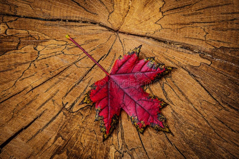 Red leaf stock image. Image of fall, pattern, foliage - 34228997