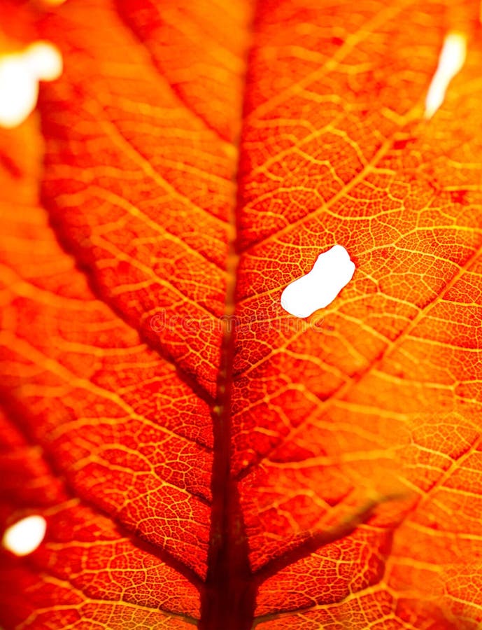 Red leaf background stock photo. Image of detail, autumn - 15881826
