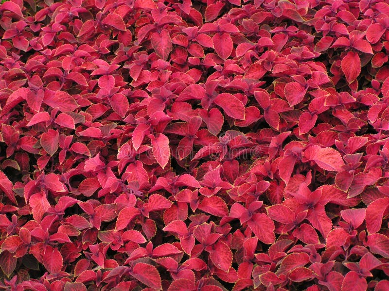 Red Leaf Background Picture. Image: 224683