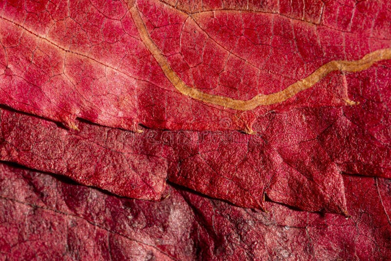 Red Leaf Background, Autumn Red Leaf Texture Backdrop, Abstract ...