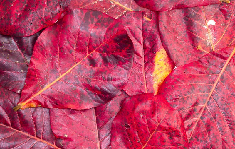 Red Leaf Background and Texture Stock Image - Image of layer, orange ...