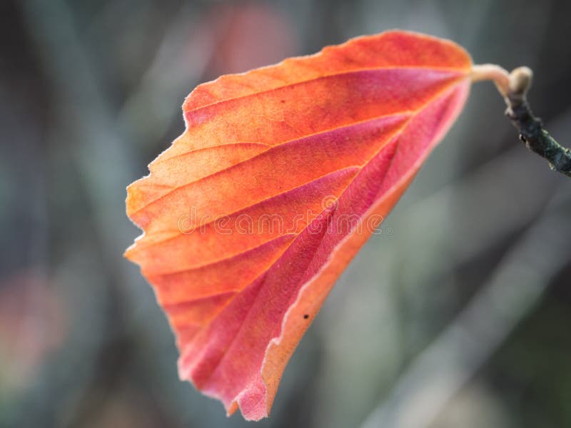Red Leaf stock photo. Image of green, plant, leaf, fall - 61999202