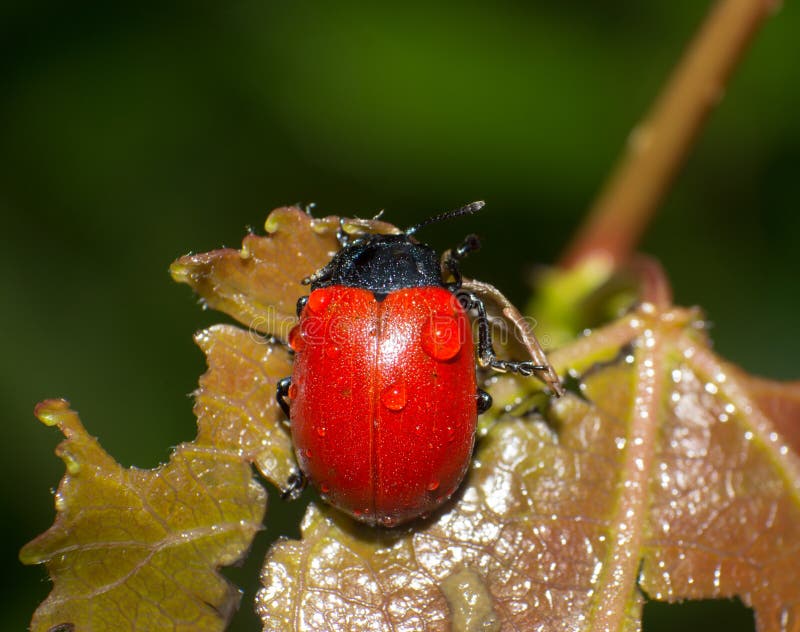 Red leaf beetle stock photo. Image of insects, green - 29430684