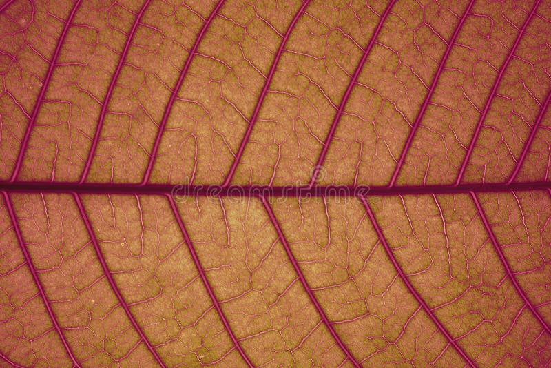 Red leaf biology texture stock image. Image of bright - 155818237