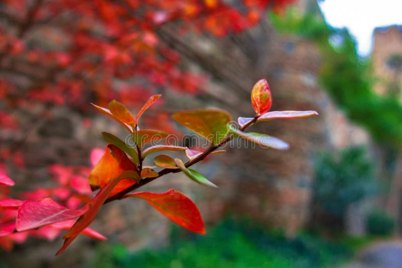 Red Leaf on a Branch Close-up Stock Photo - Image of abstract, branch ...