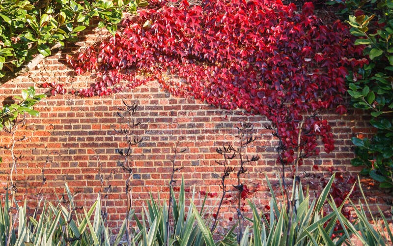 Red leaf on brick wall stock image. Image of brick, park - 26876729