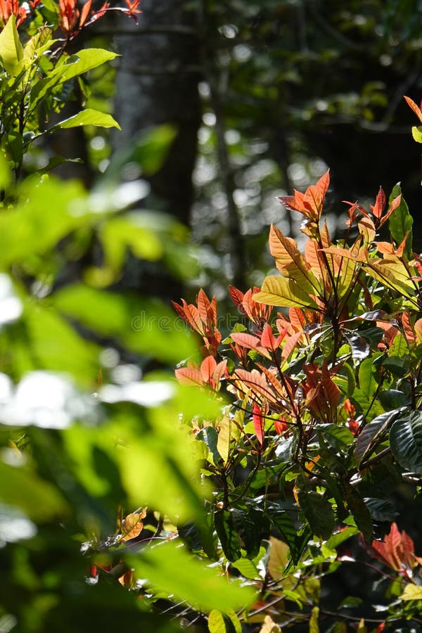 775 Fire Buds Stock Photos - Free & Royalty-Free Stock Photos from ...