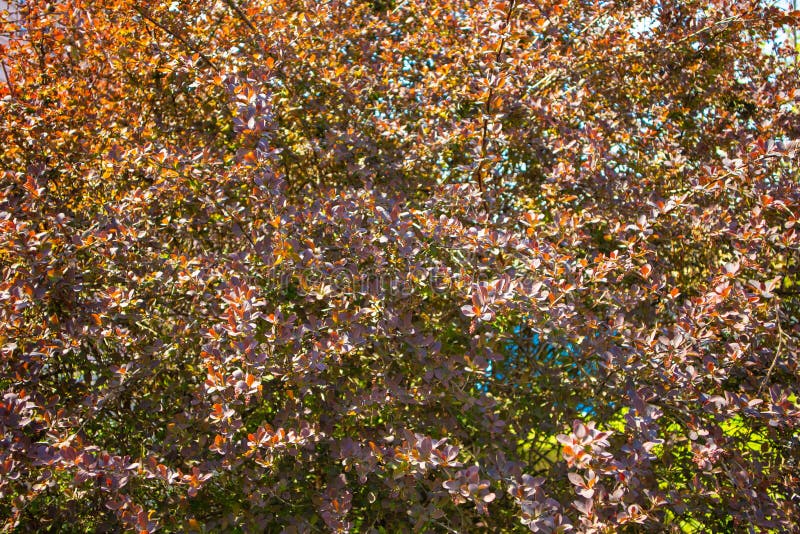 Red Leaf Bush at Summer Garden Stock Image - Image of summer, garden ...