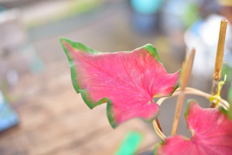 Red Leaf Caladium Bicolor in Nature Stock Photo - Image of leaf, floral ...