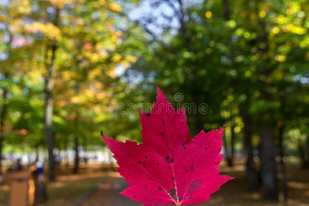Red Leaf of Canada in a Forest Stock Photo - Image of leaf, texture ...