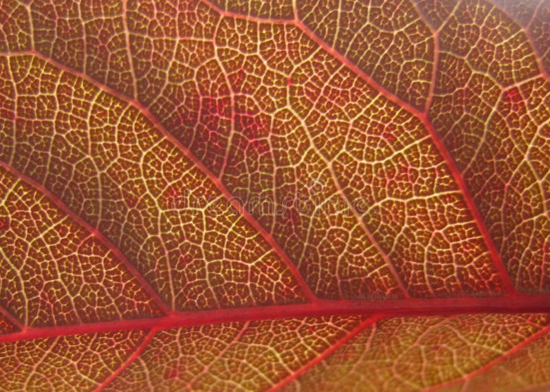 Red Leaf Close Up stock photo. Image of veins, grow, complexity - 29262044