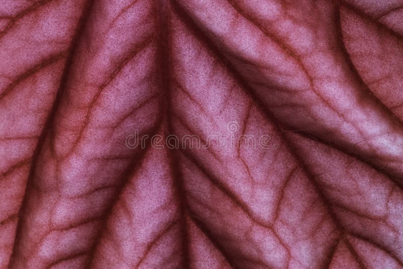 Red leaf closeup stock photo. Image of pattern, colorful - 112405388