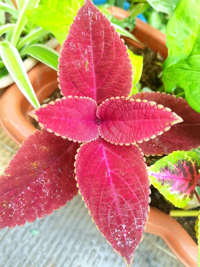 Red leaf coleus wizard stock photo. Image of wizard - 270995290