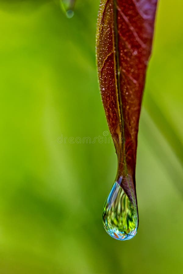 Red Leaf with Dew Drop on the End and Blurred Garden in the Background ...