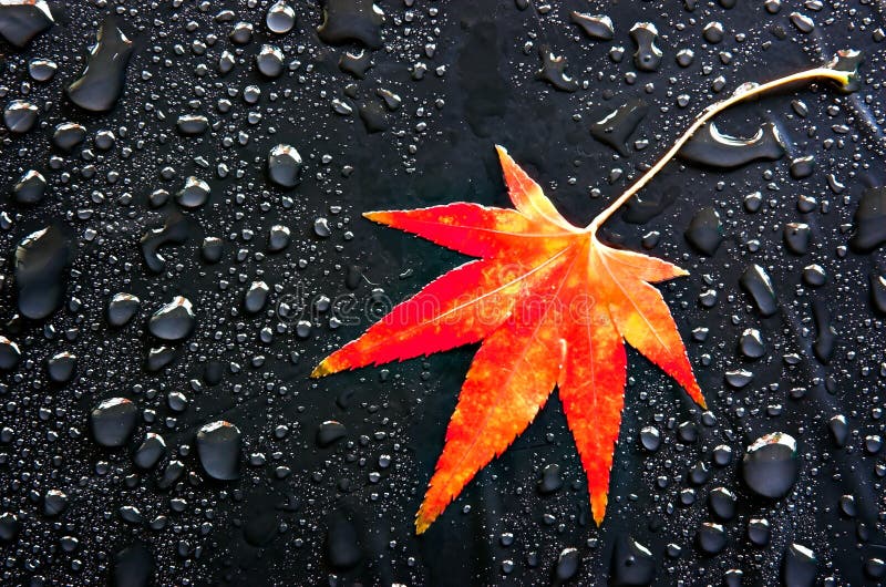 Red Leaf and Drops stock image. Image of delicate, drop - 408019