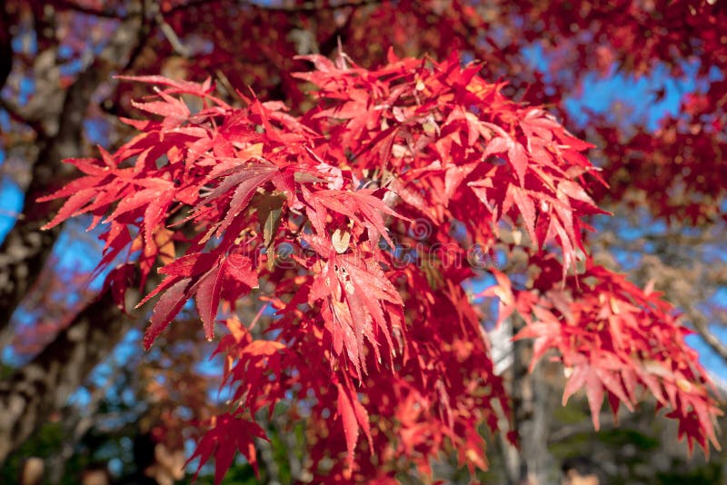 Red leaf fall ground stock photo. Image of colorful - 107053858