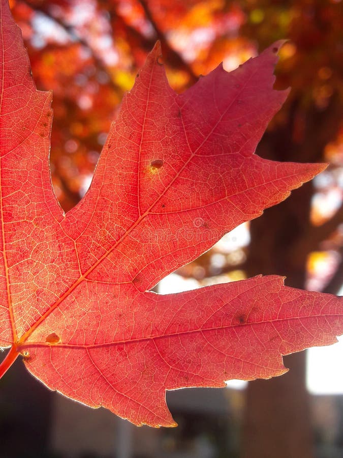 Red leaf fall maple tree stock photo. Image of fall - 165604010