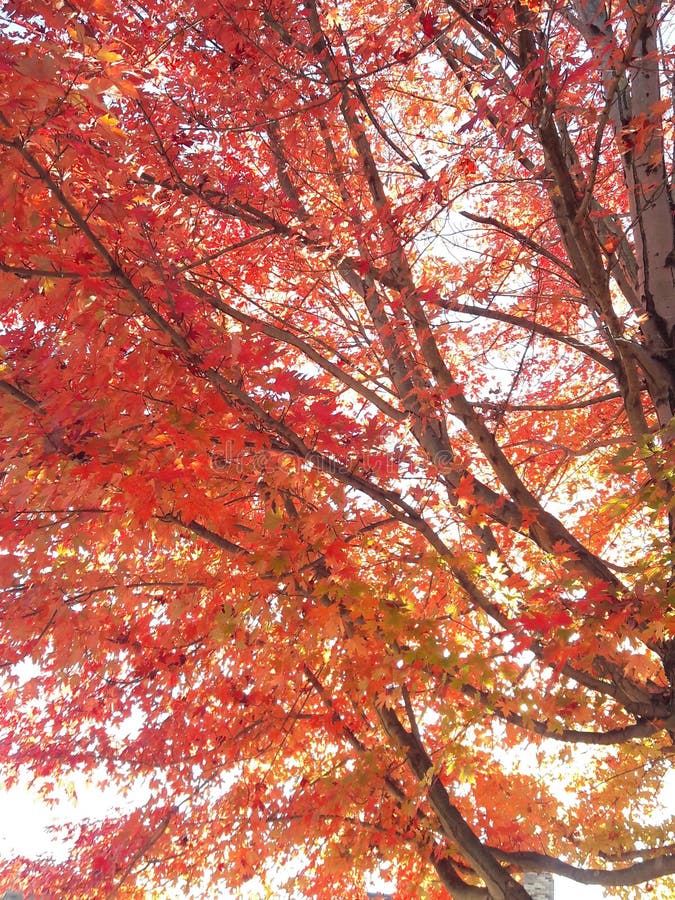 Red leaf fall maple tree stock photo. Image of maple - 165604024
