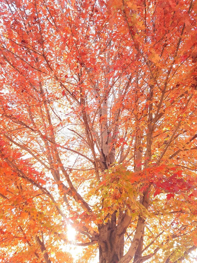 Red leaf fall maple tree stock image. Image of fall - 165604025