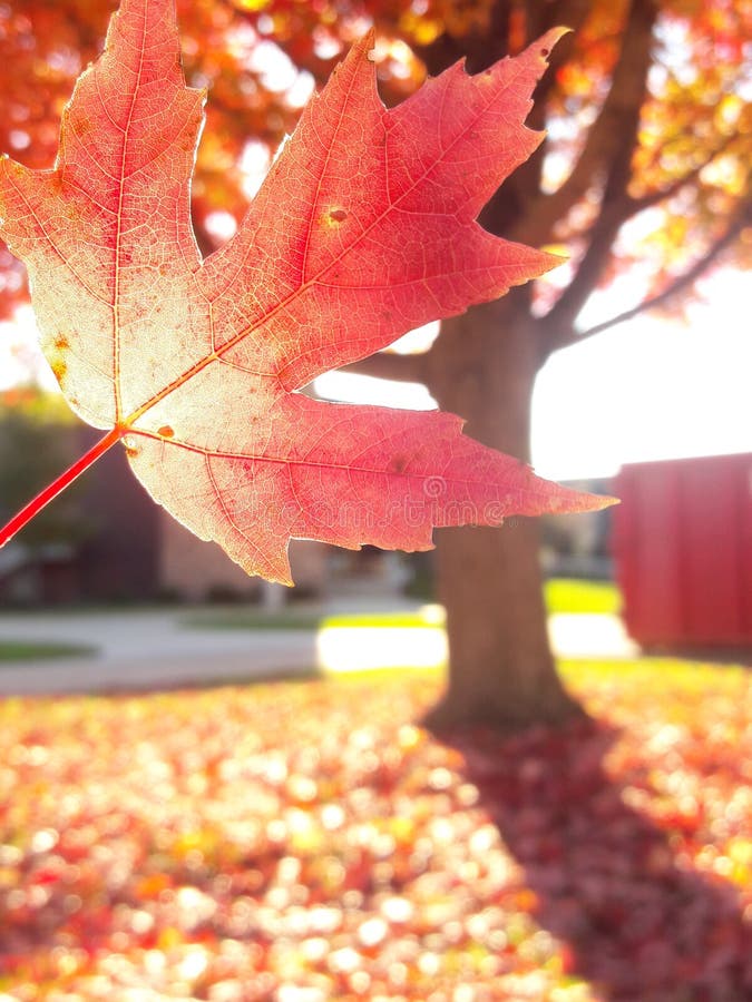 Red leaf fall maple tree stock image. Image of fall - 165604033