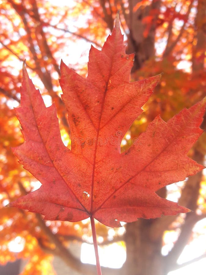 Red leaf fall maple tree stock image. Image of tree - 165604035
