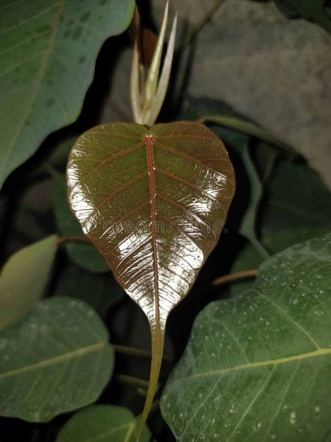 Red Leaf of Ficus Religiosa & X28;Bodhi& X29; Stock Photo - Image of ...