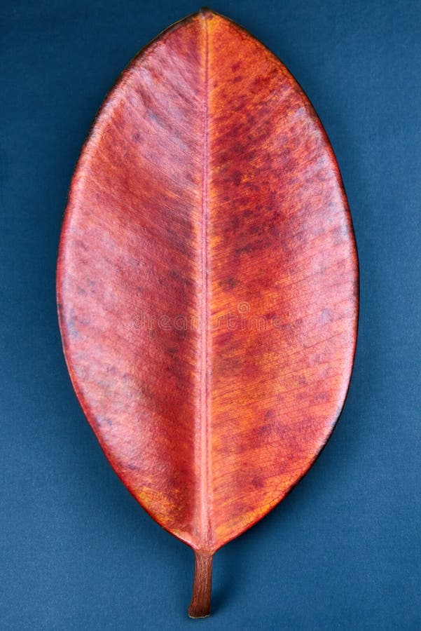 Red Leaf of Ficus Robusta on Blue Background Stock Photo - Image of ...
